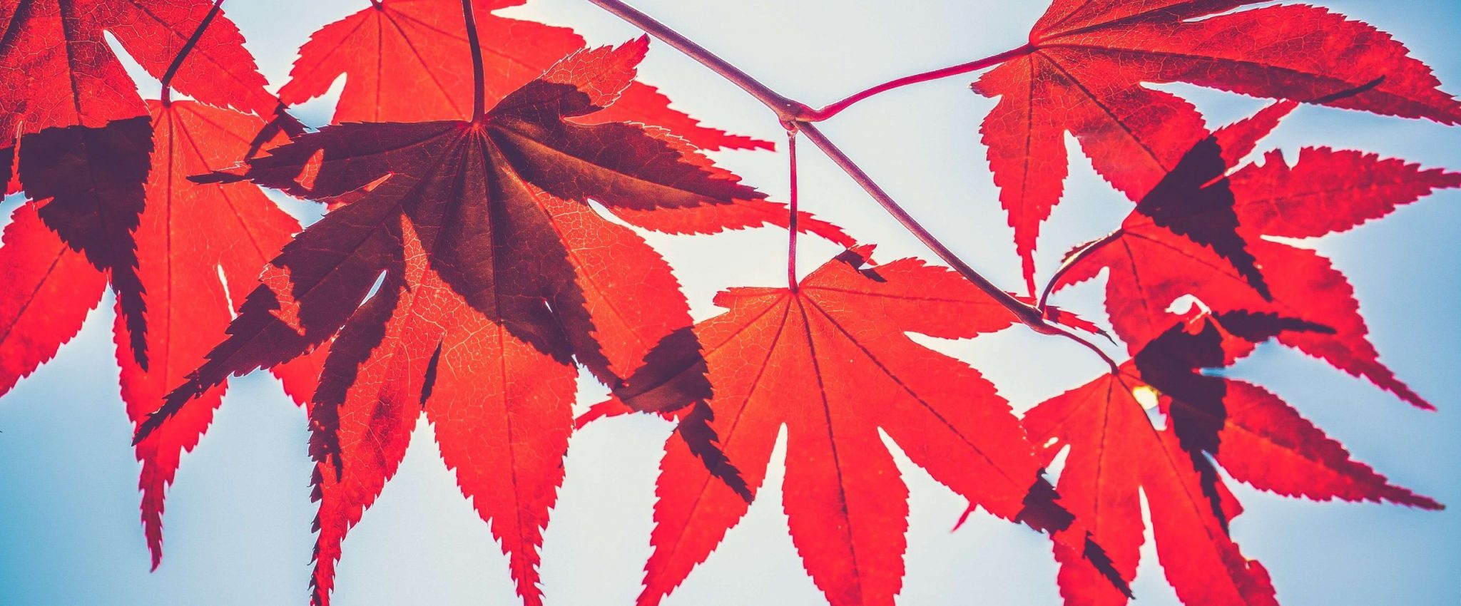 Mutuelle Socialiste Solidaris : Tout savoir en 2025